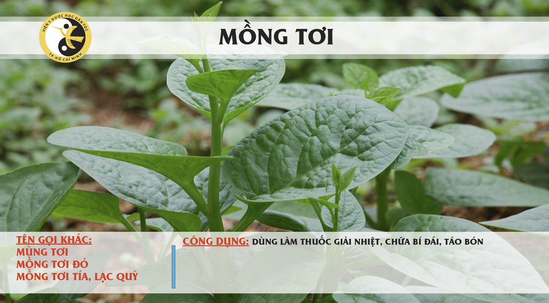 Công dụng của cây Mồng tơi • Viện Y Dược học dân tộc Thành phố Hồ Chí Minh