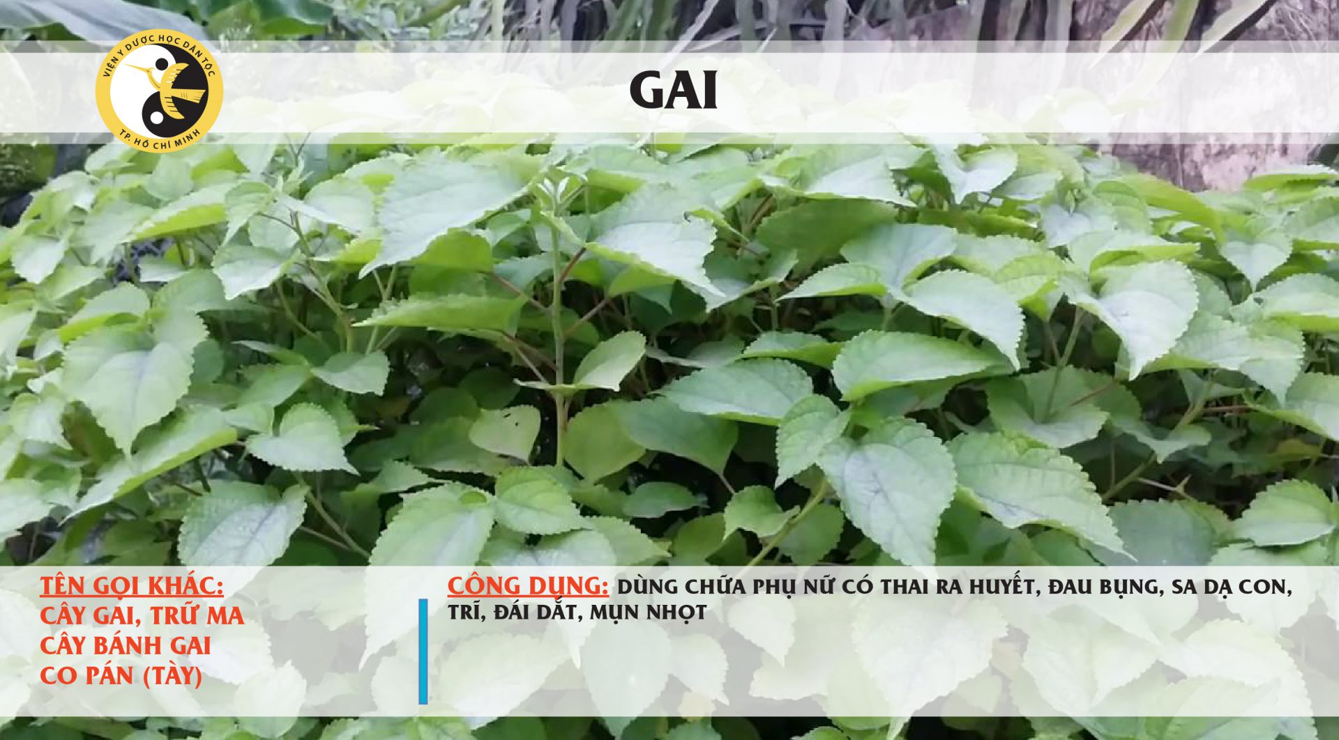 Chữa phụ nữ có thai ra huyết, sa dạ con, trĩ với cây gai • Viện Y Dược ...