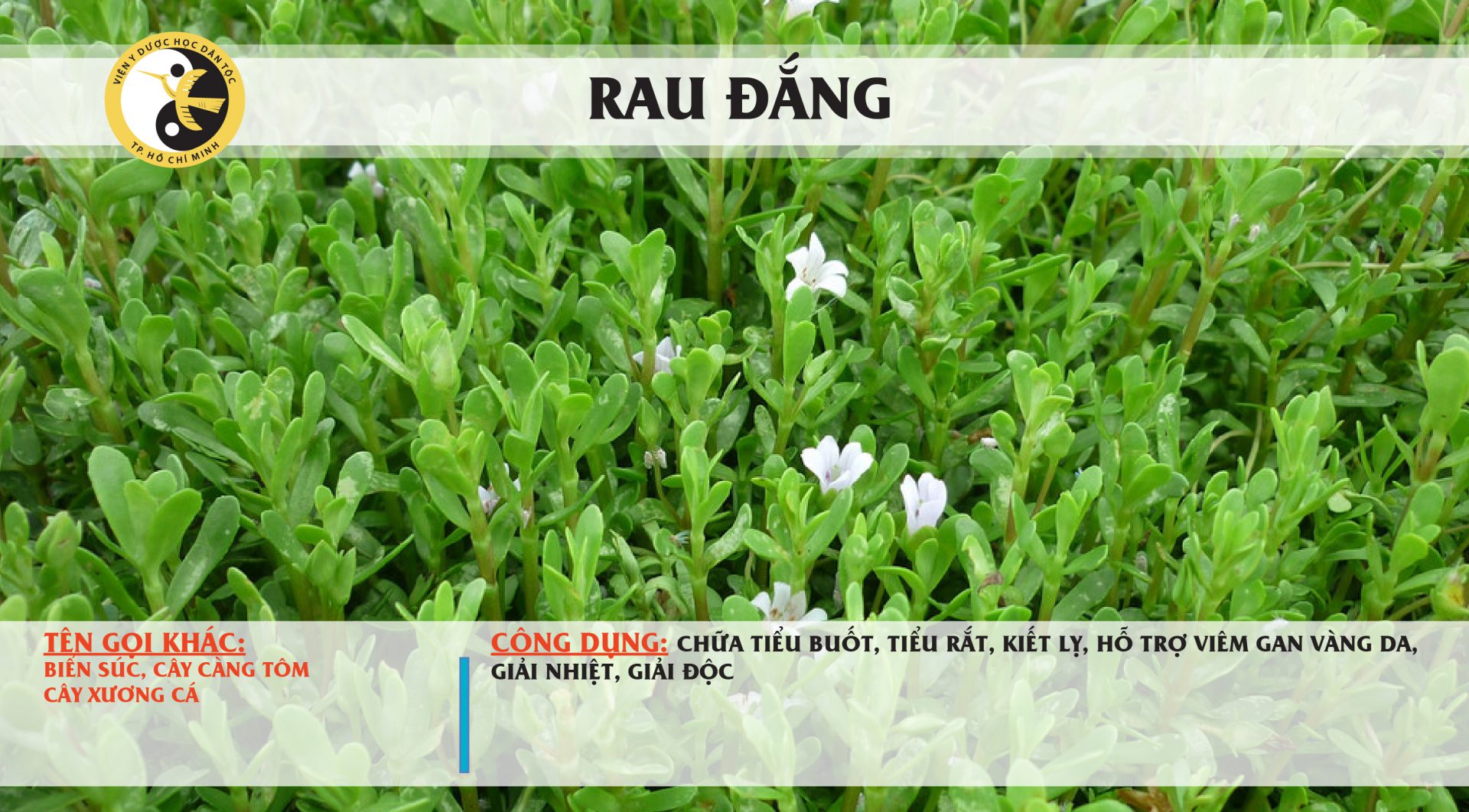 Chữa viêm gan vàng da, giải nhiệt, giải độc với cây rau đắng • Viện Y ...